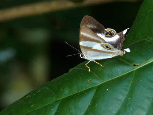 Neave's Banded Judy (Abisara neavei) · iNaturalist
