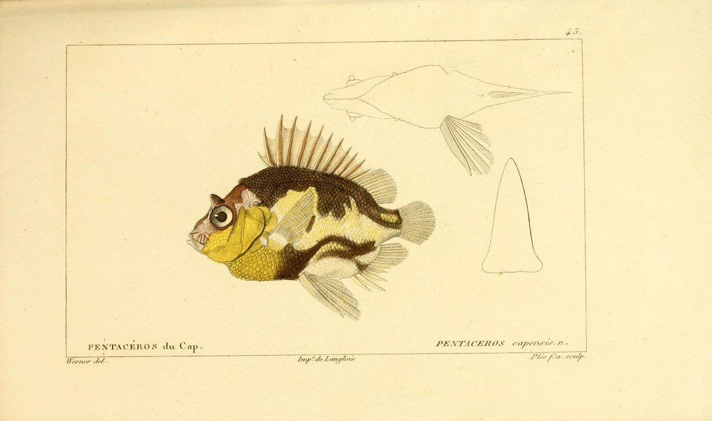 Japanese armorhead (Pentaceros japonicus) - Marine Life Identification
