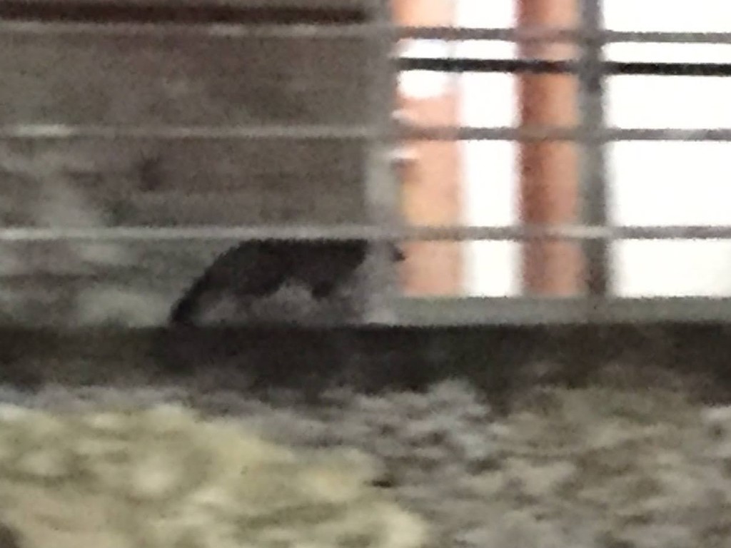 Gray Fox from Bexar, Texas, United States on September 8, 2020 at 09:31 ...