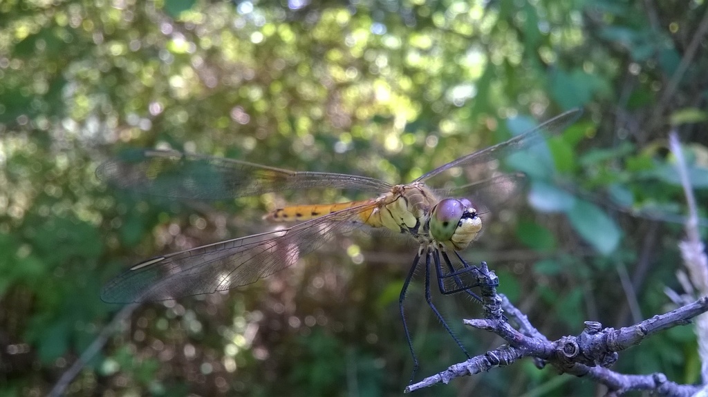 Spotted Darter from Provincia di Monza e della Brianza, Italia on ...