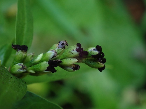 Sphacelotheca hydropiperis · iNaturalist