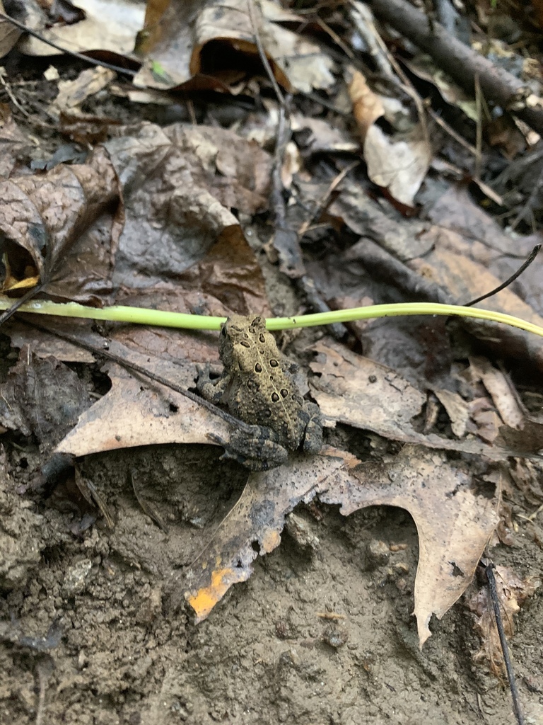 American Toad from Middle Run Valley Natural Area, Newark, DE, US on ...