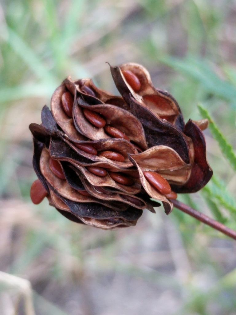Illinois bundleflower from 1703 Clifford Avenue Austin, TX 78702 USA on ...