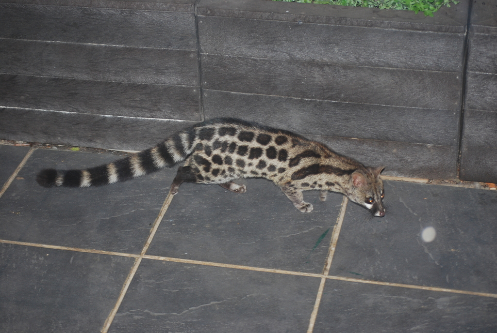 Cape Genet from Paarl, 7620, South Africa on September 5, 2020 at 10:13 ...
