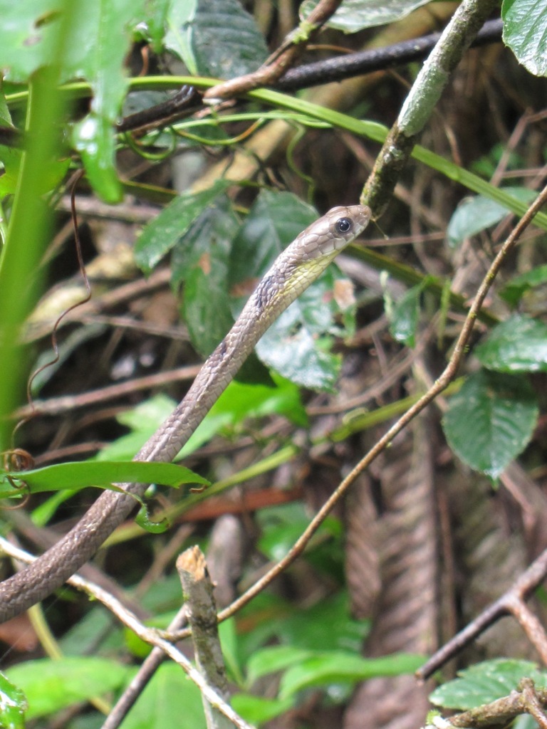 Amazon Puffing Snake from Padre Pedro Chien, 8050, Bolívar, Venezuela ...