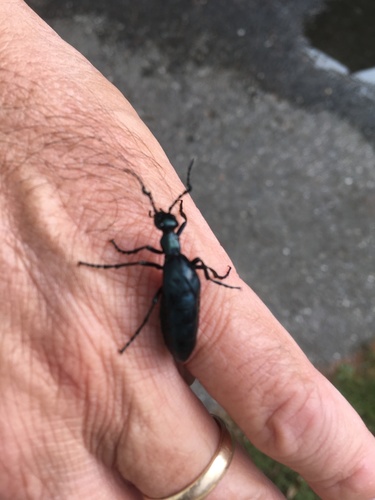 Observations by rwdvm · iNaturalist