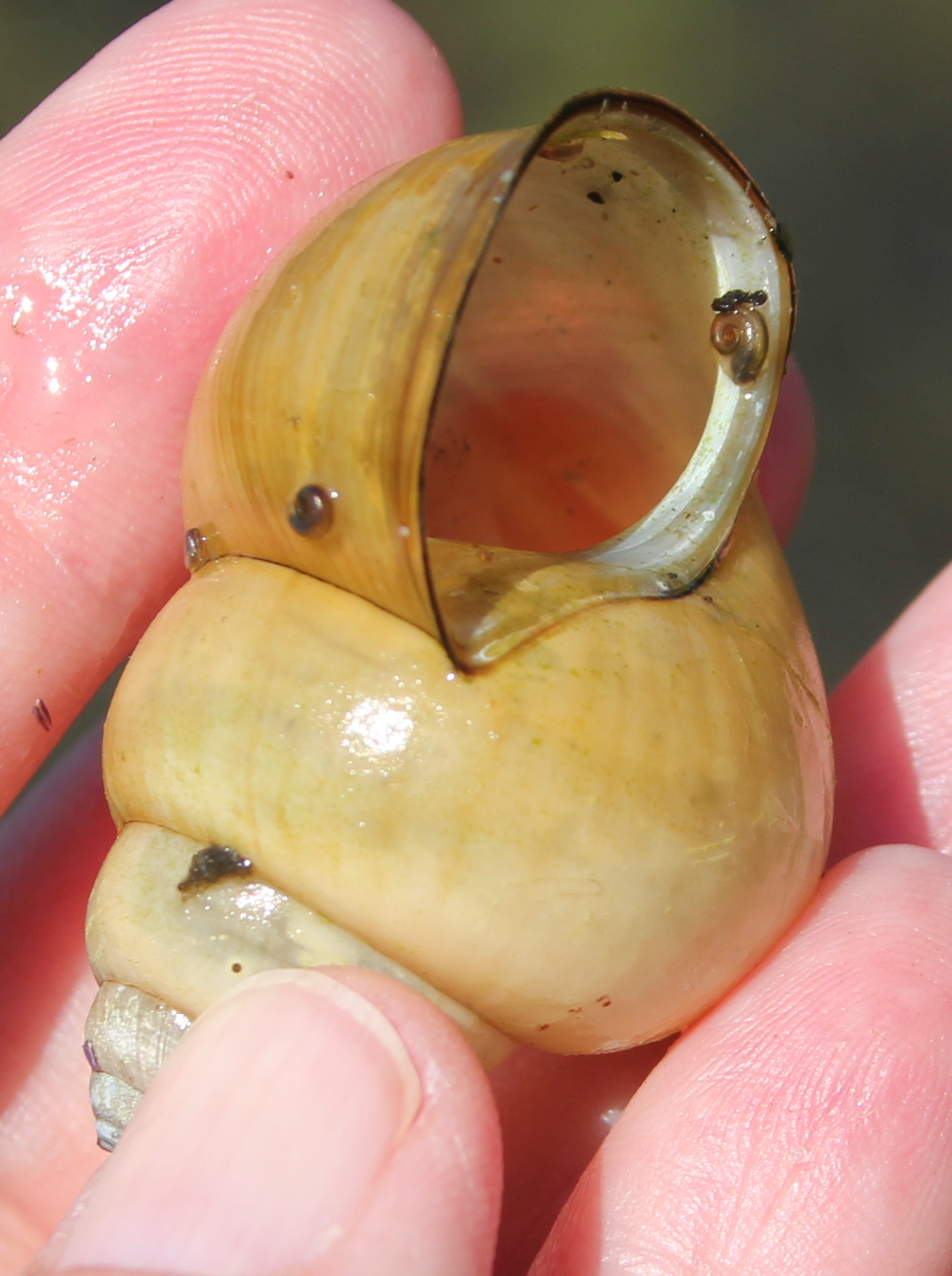 Gyraulus parvus (Say, 1817)