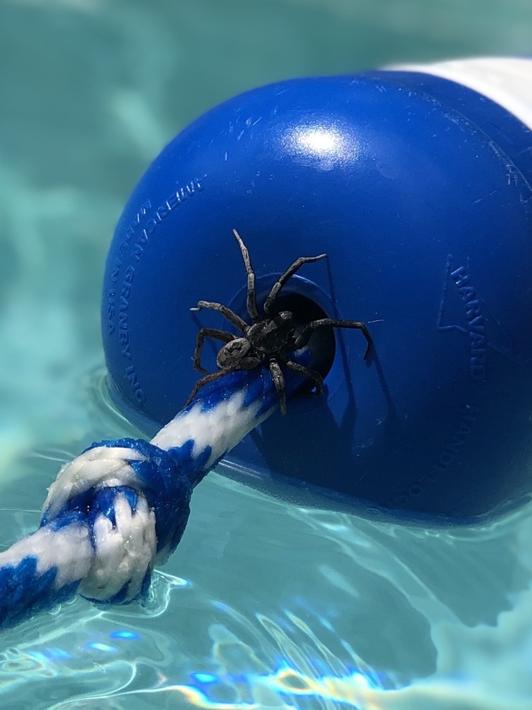 Wetland Giant Wolf Spider from Debidue Island, North Myrtle Beach, SC ...