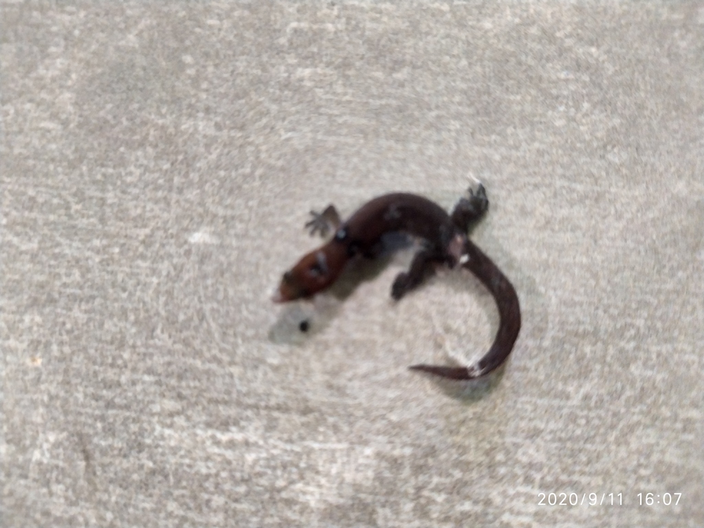 Sphaerodactylus vincenti festus from Fort-de-France 97200, Martinique ...