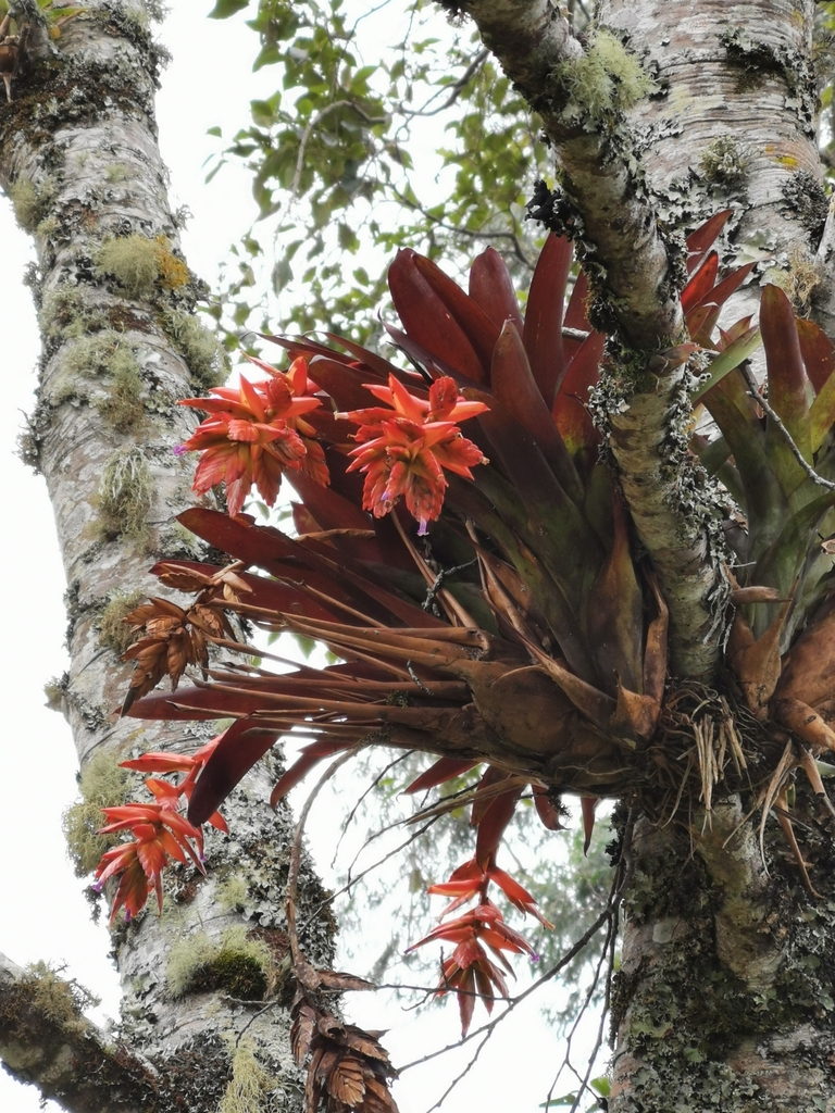 Tillandsia compacta from El moral, arcabuco on September 13, 2020 at 12 ...