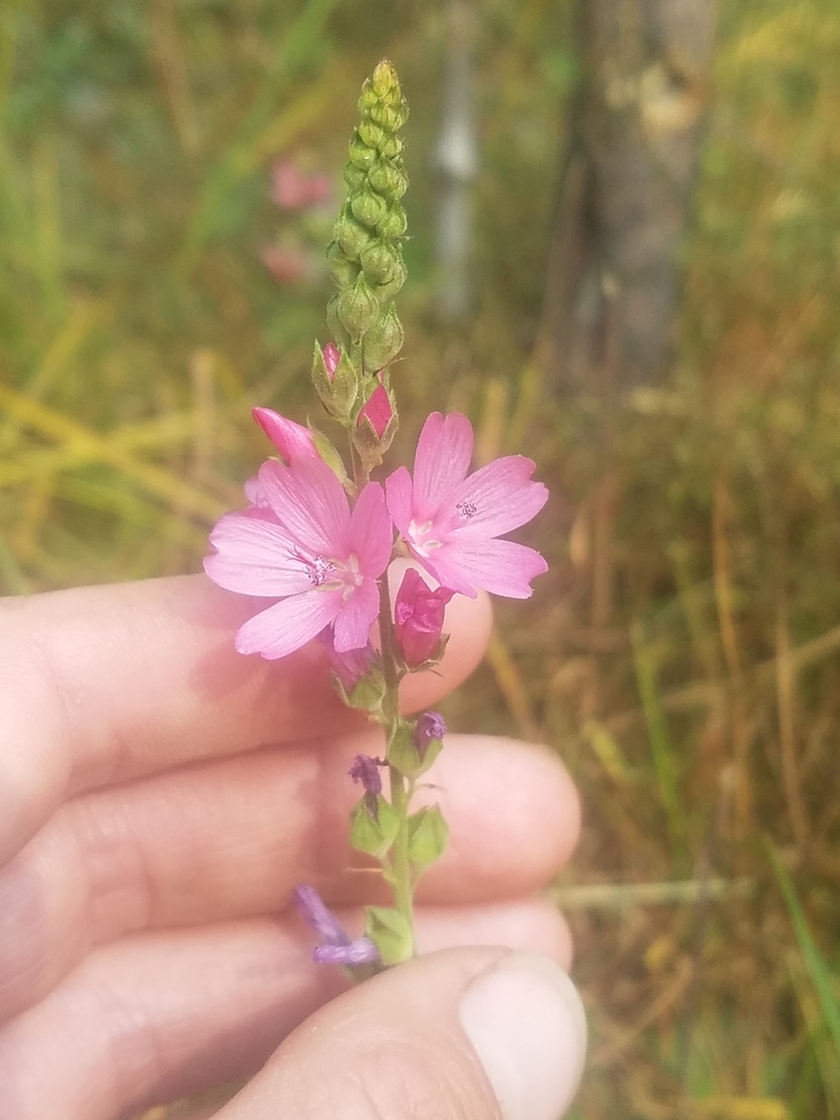 Oregon Checker-mallow in September 2020 by Kyle Brine. Malvaceae ...