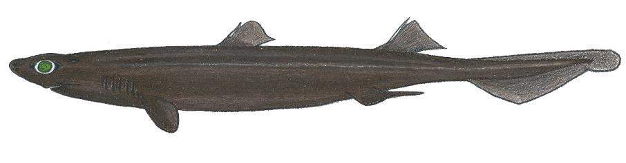 Granular Dogfish (Centroscyllium granulatum) - Marine Life Identification