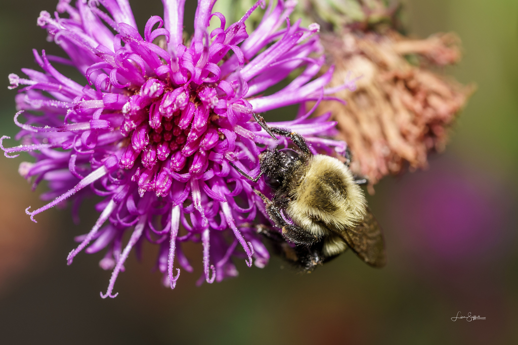 Common Eastern Bumble Bee in September 2020 by Lisa Saffell. sbee, 20 ...
