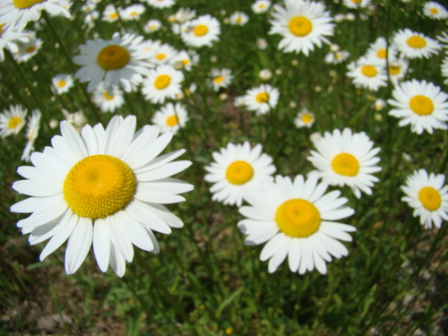 Oxeye Daisy (Invasive and Exotic Plants of Floracliff Nature Sanctuary ...