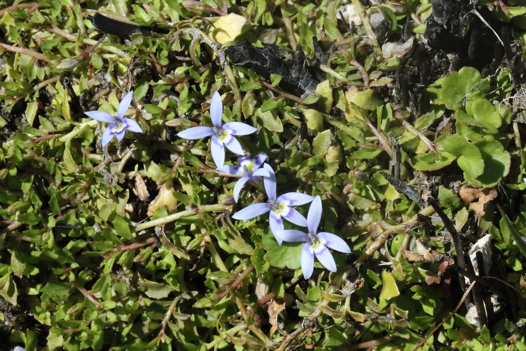(Isotoma fluviatilis borealis) - Botanical Realm
