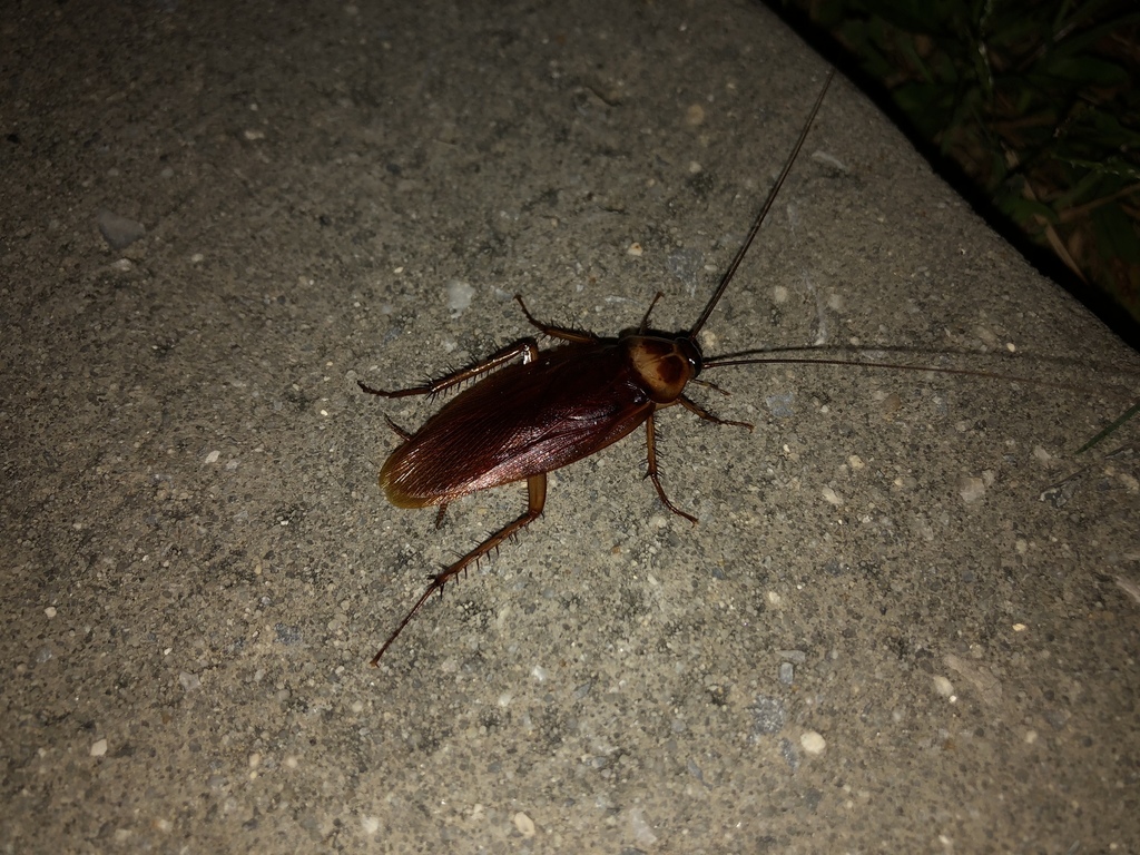 American Cockroach from Virginia Polytechnic Institute and State ...