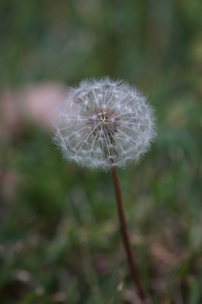 common dandelion from Division No. 6, Alberta, Canada on September 14 ...