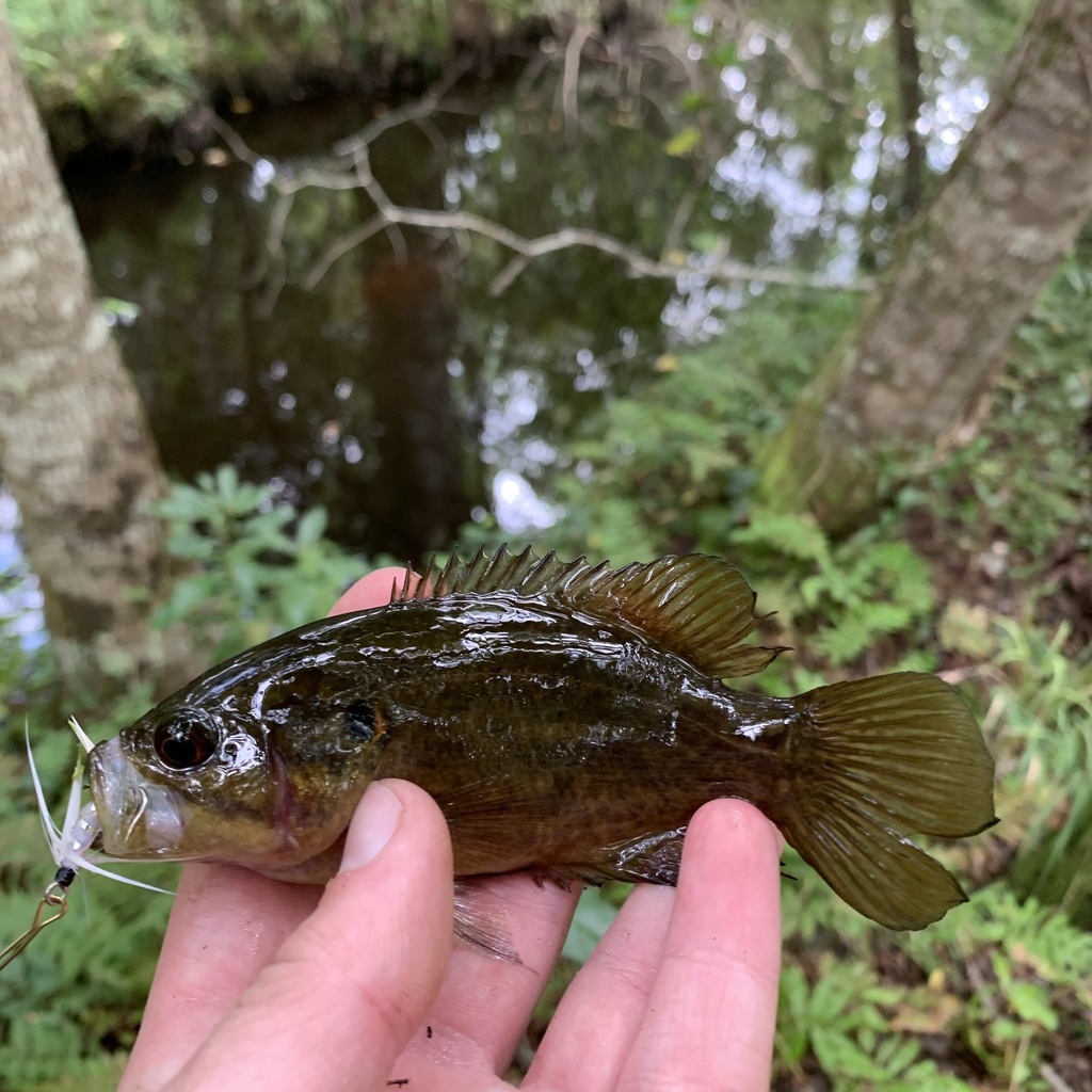 Mud Sunfish in September 2020 by Fletcher Stone · iNaturalist