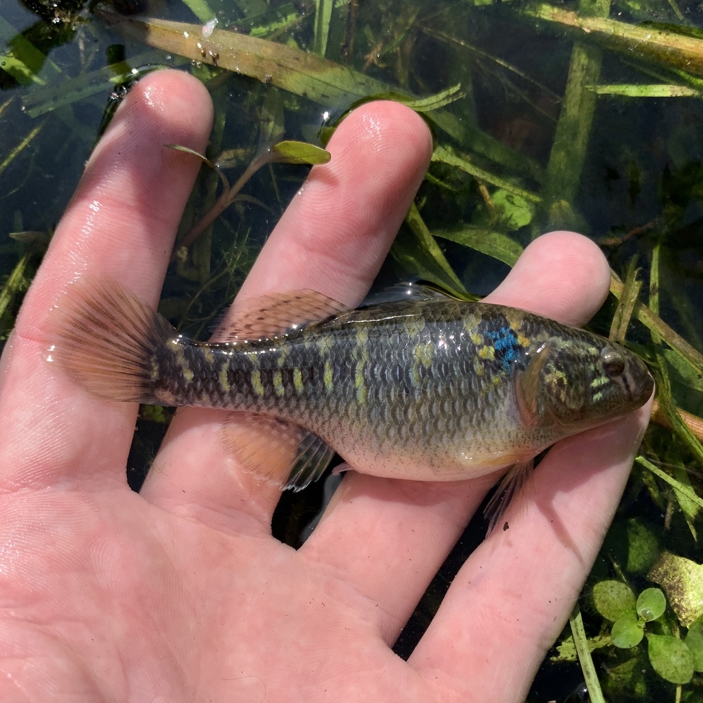 Fat Sleeper (Dormitator maculatus) - Marine Life Identification