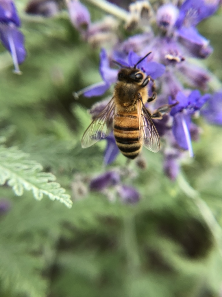 Western Honey Bee from Virginia Polytechnic Institute and State ...