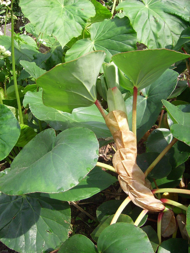 (Begonia curtii) - Botanical Realm