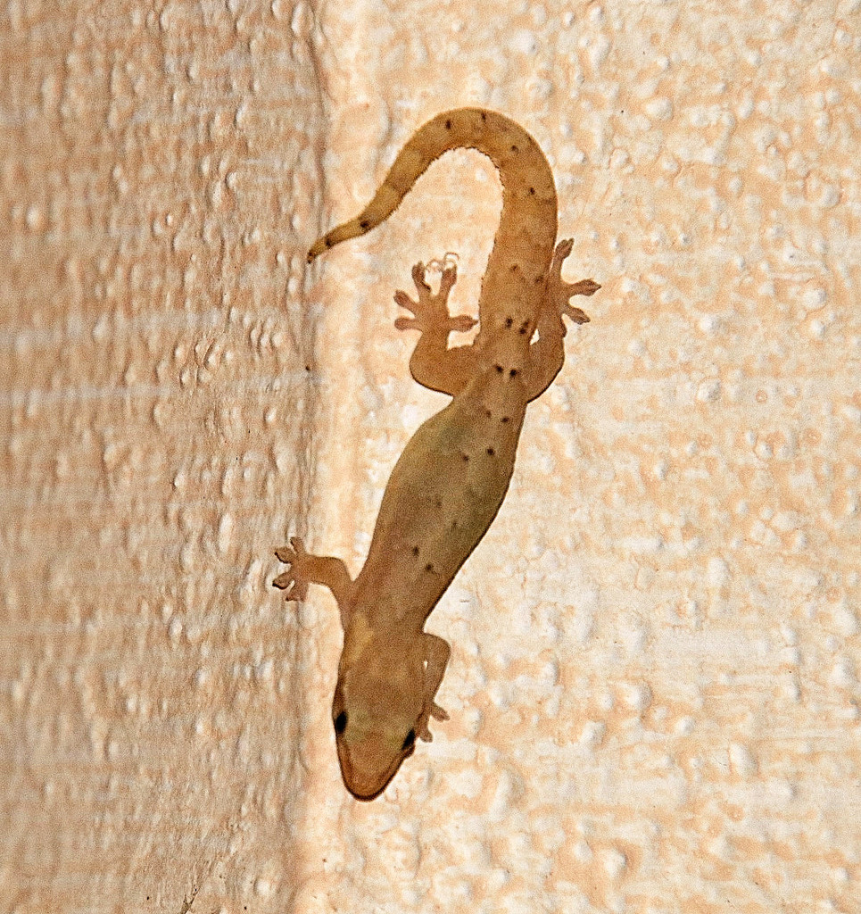 Mourning Gecko from Cihuatlán, Jalisco, Mexico on September 6, 2020 at ...