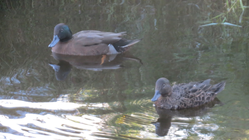 Mallard × Brown Teal (Anas platyrhynchos × chlorotis) - Avian Discovery
