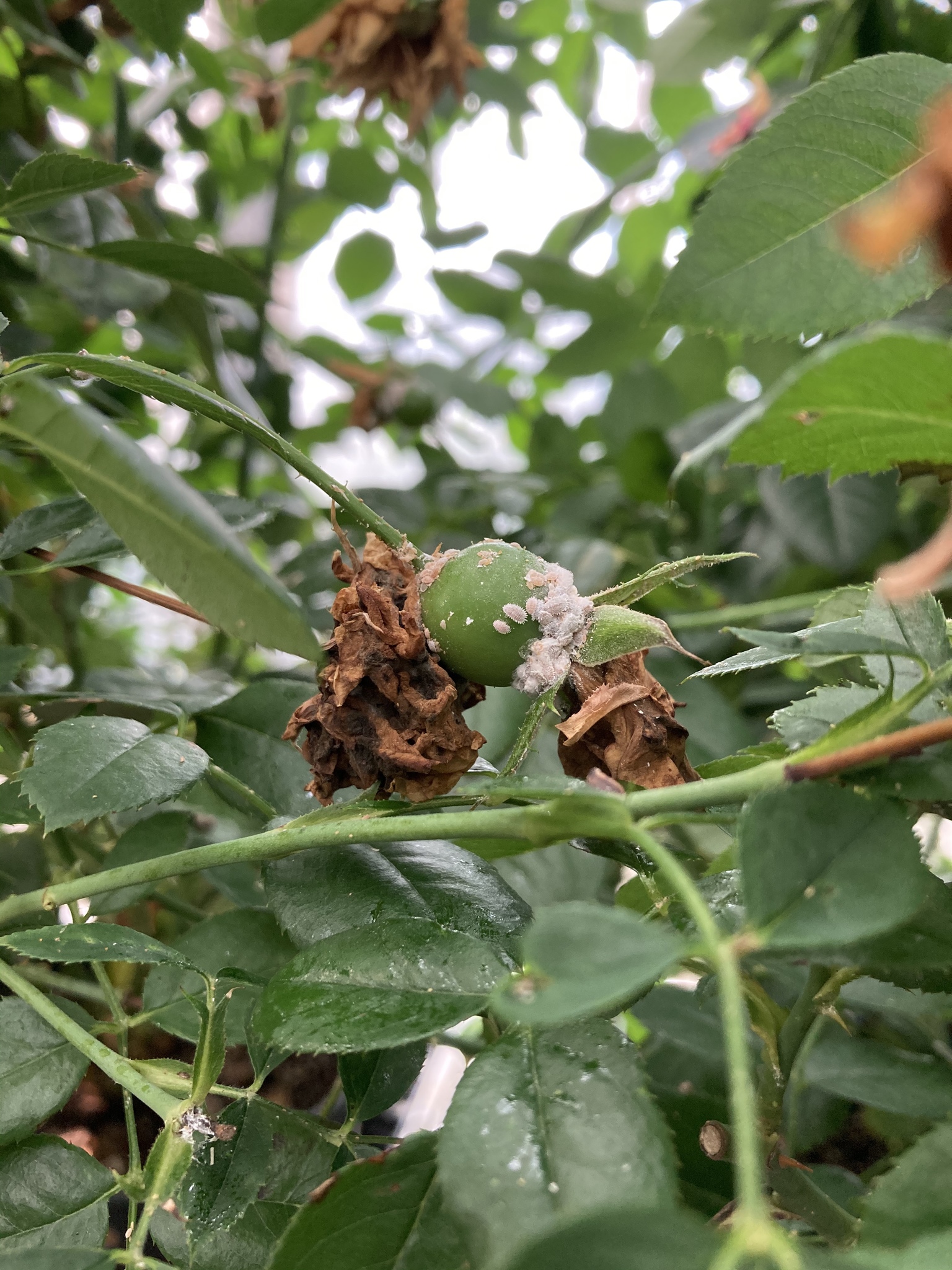 Planococcus citri (Risso, 1813)