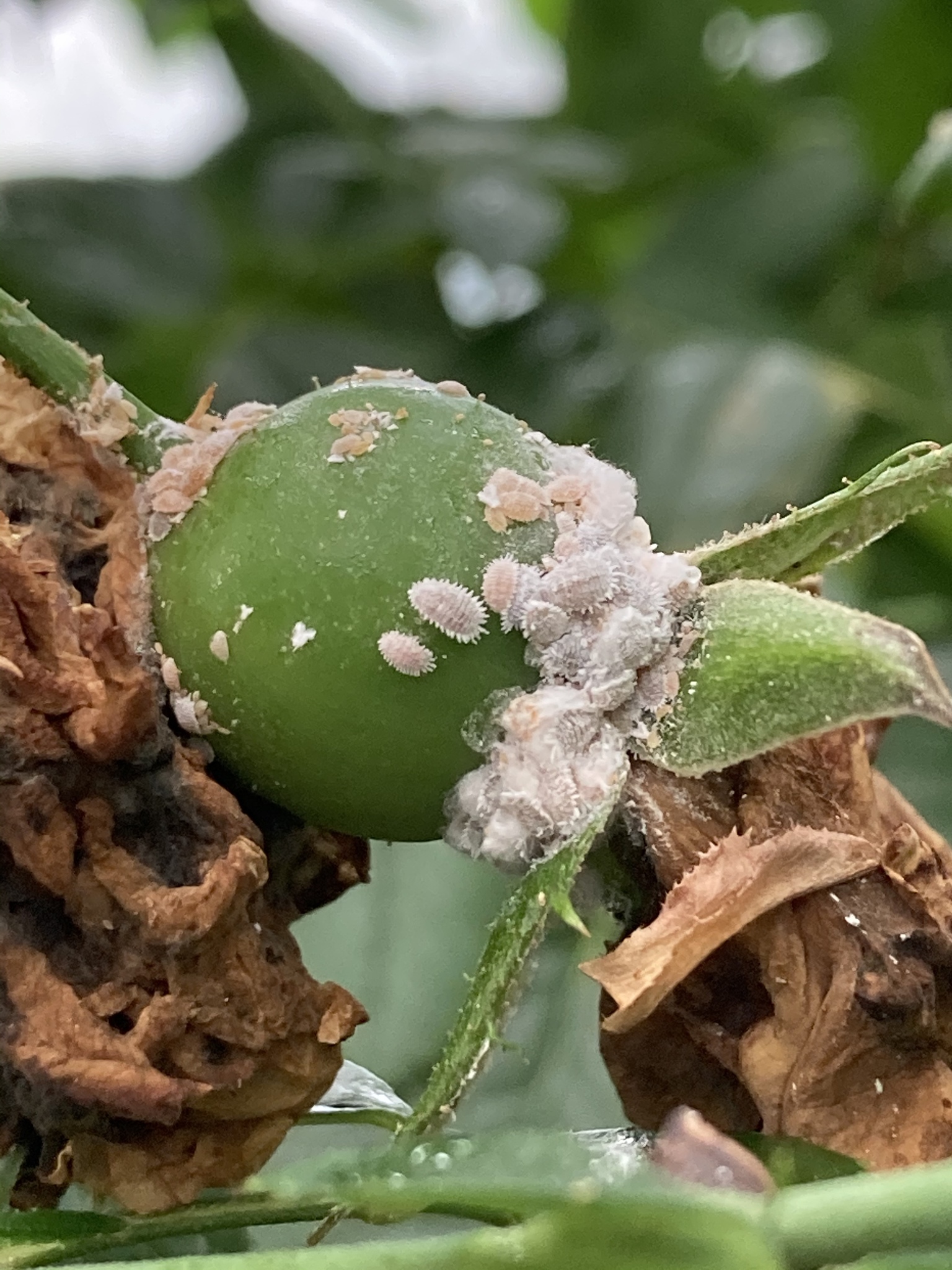 Planococcus citri (Risso, 1813)