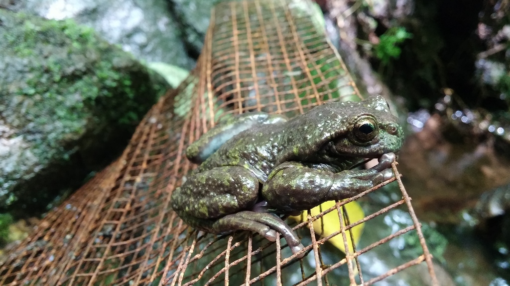 Guatemala Spikethumb Frog in August 2016 by andrealmp · iNaturalist