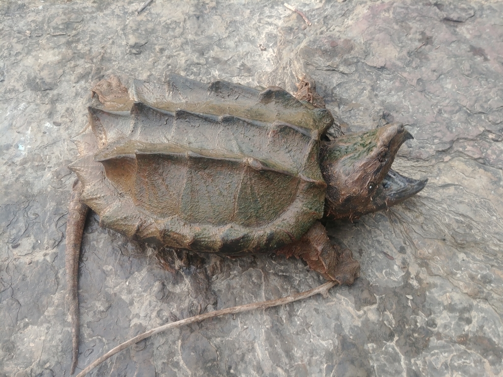 Alligator Snapping Turtle in September 2020 by J.D. Willson · iNaturalist