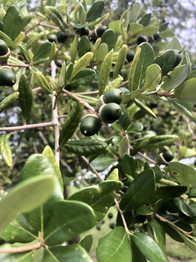 sand live oak from Kings Gate Ln, Mount Pleasant, SC, US on September ...