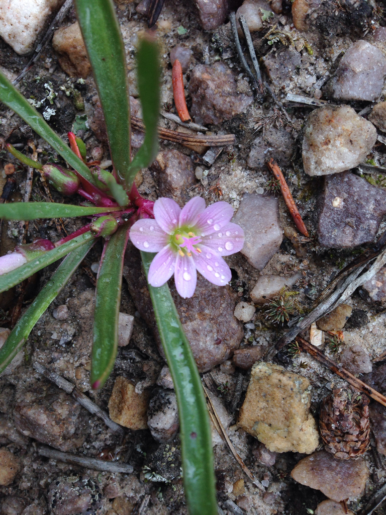 dwarf lewisia (Denver-Boulder Metro Area: Pink, Purple, Blue, Red, and ...
