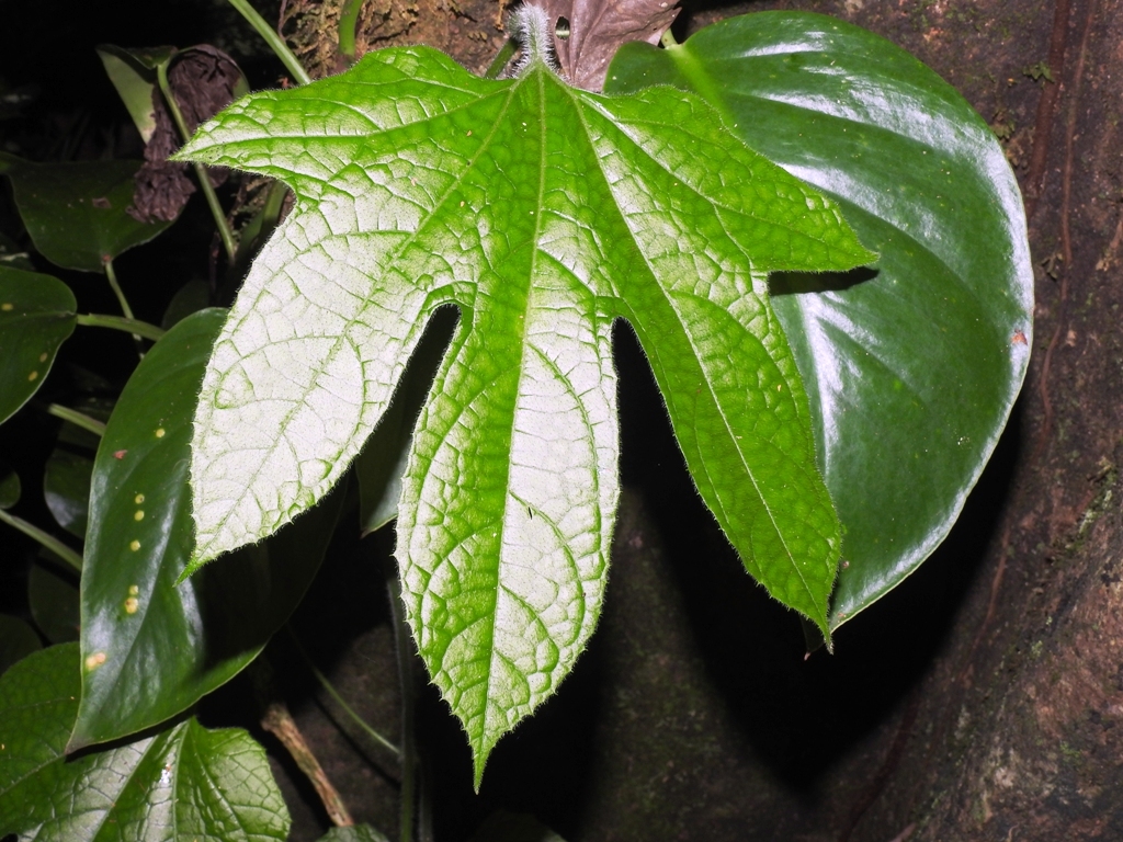 Gurania makoyana (Lam.) Cogn.