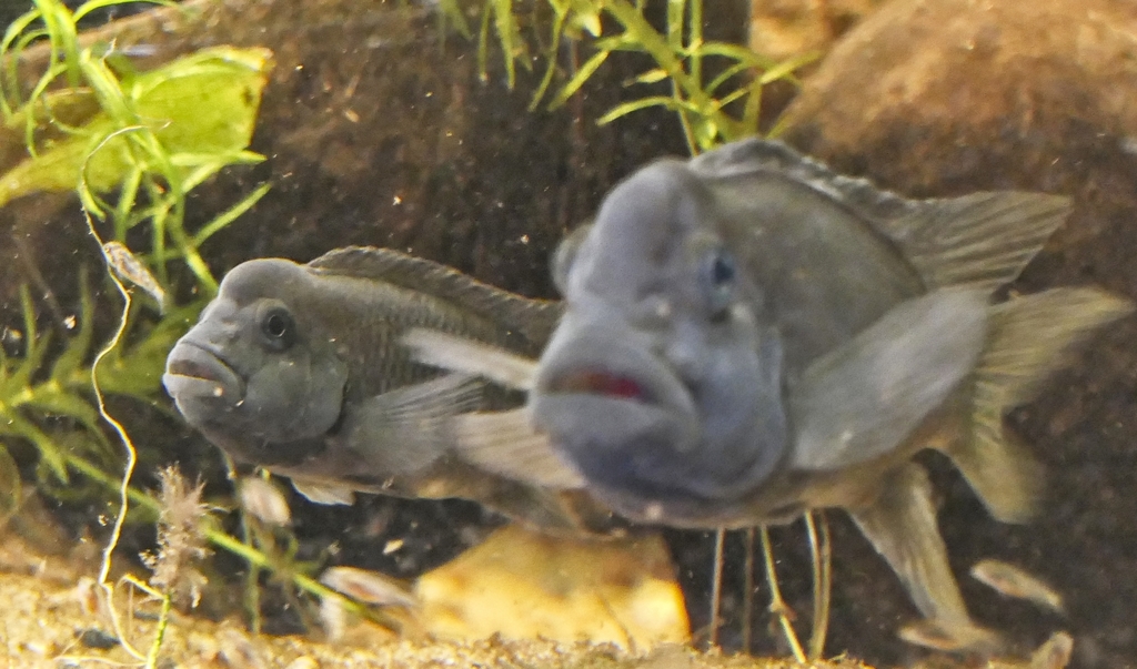 Steatocranus Casuarius