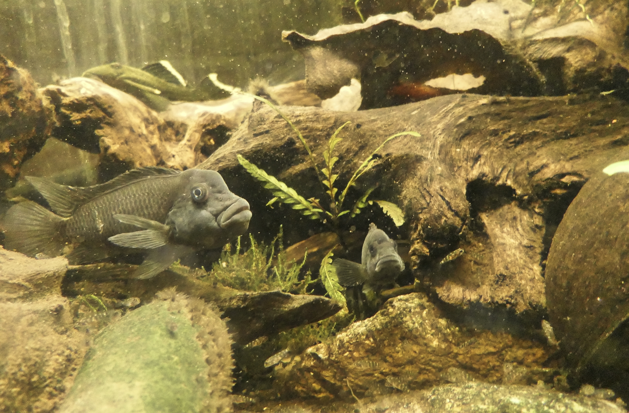 Steatocranus Casuarius