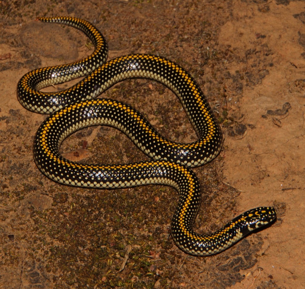 Spotted Harlequin Snake from N3, between Warden and Villiers on ...
