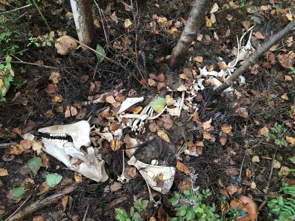 African swine fever virus from Švenčionys District Municipality ...