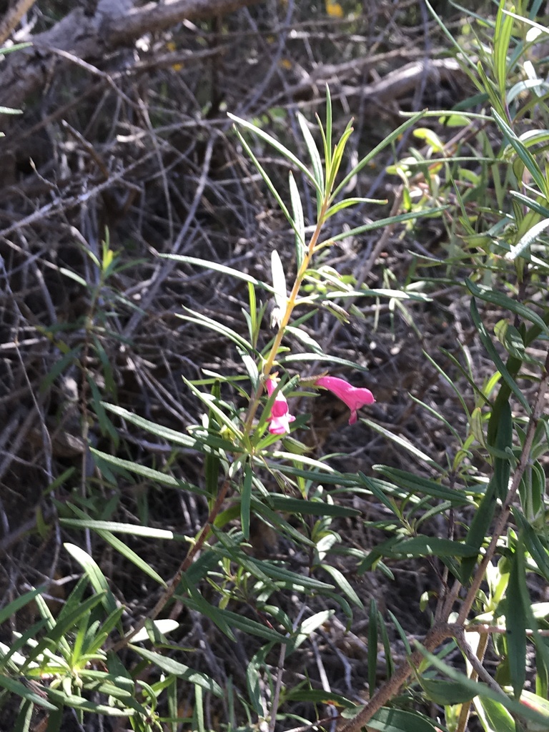(Microcorys longifolia) - Botanical Realm