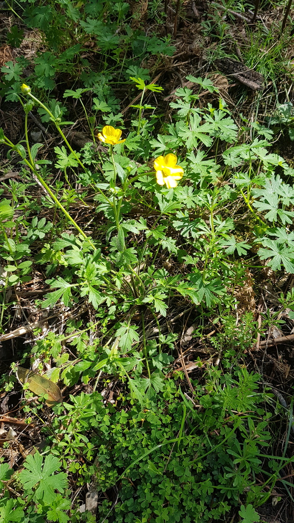Australian Buttercup (Ranunculus lappaceus) - Botanical Realm