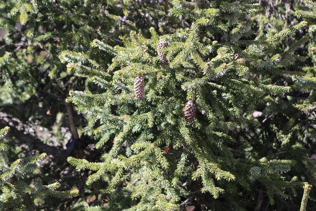dragon spruce in May 2019 by Jonathan M · iNaturalist