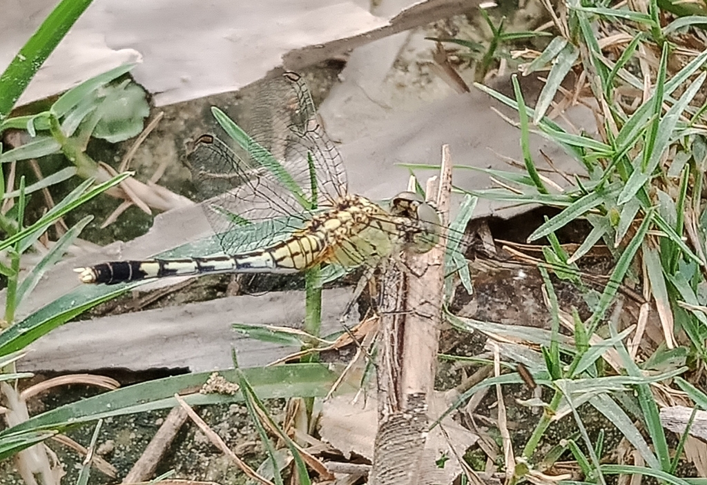 Chalky Percher from Garmura F.V. on July 26, 2020 at 05:06 PM by ...