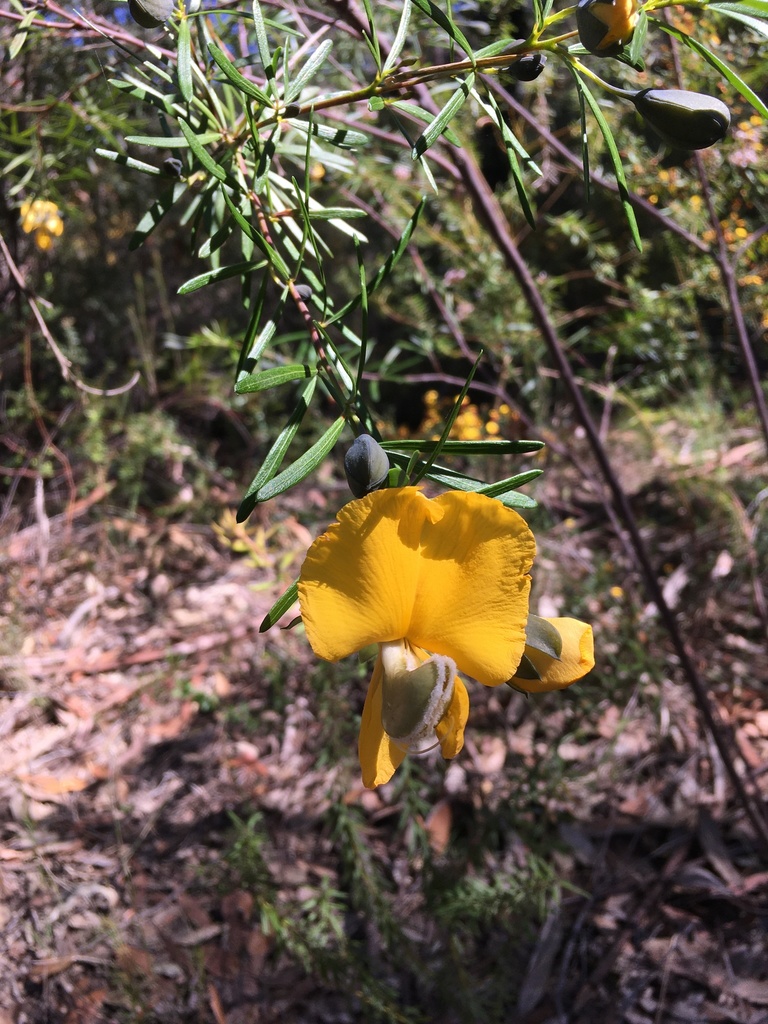 Golden Glory Pea (Gompholobium latifolium) - Botanical Realm