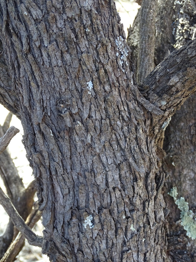 Leafless Ballart (Exocarpos aphyllus) - Botanical Realm