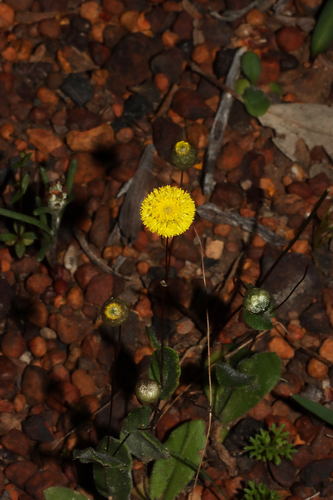 Podolepis lessonii · iNaturalist