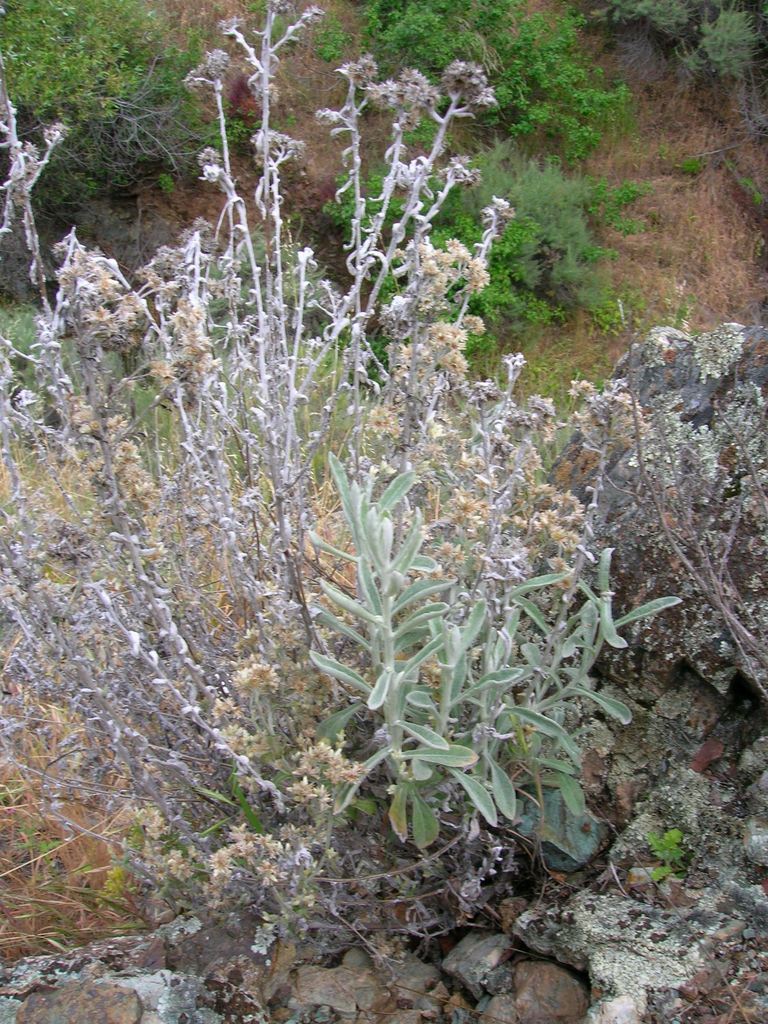 Feltleaf Everlasting from Mount Diablo State Park , CA on May 4, 2009 ...