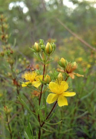 Lloyd's St Johns-wort (Hypericum lloydii) · iNaturalist
