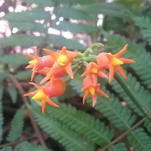 Gurania bignoniacea · iNaturalist