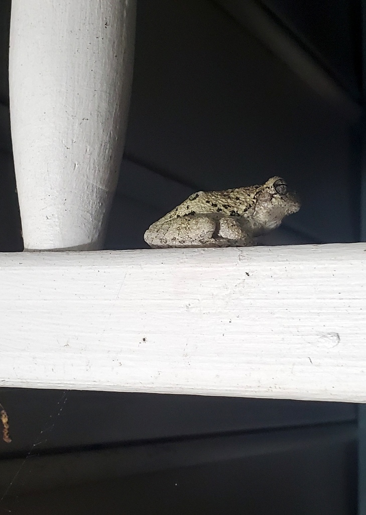 Cope's Gray Treefrog from Northumberland County, VA, USA on September 13, 2020 at 08:50 PM by ...