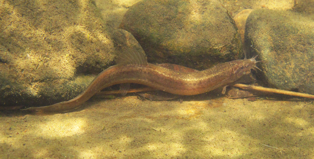 Weatherfishes (Misgurnus) - Marine Life Identification